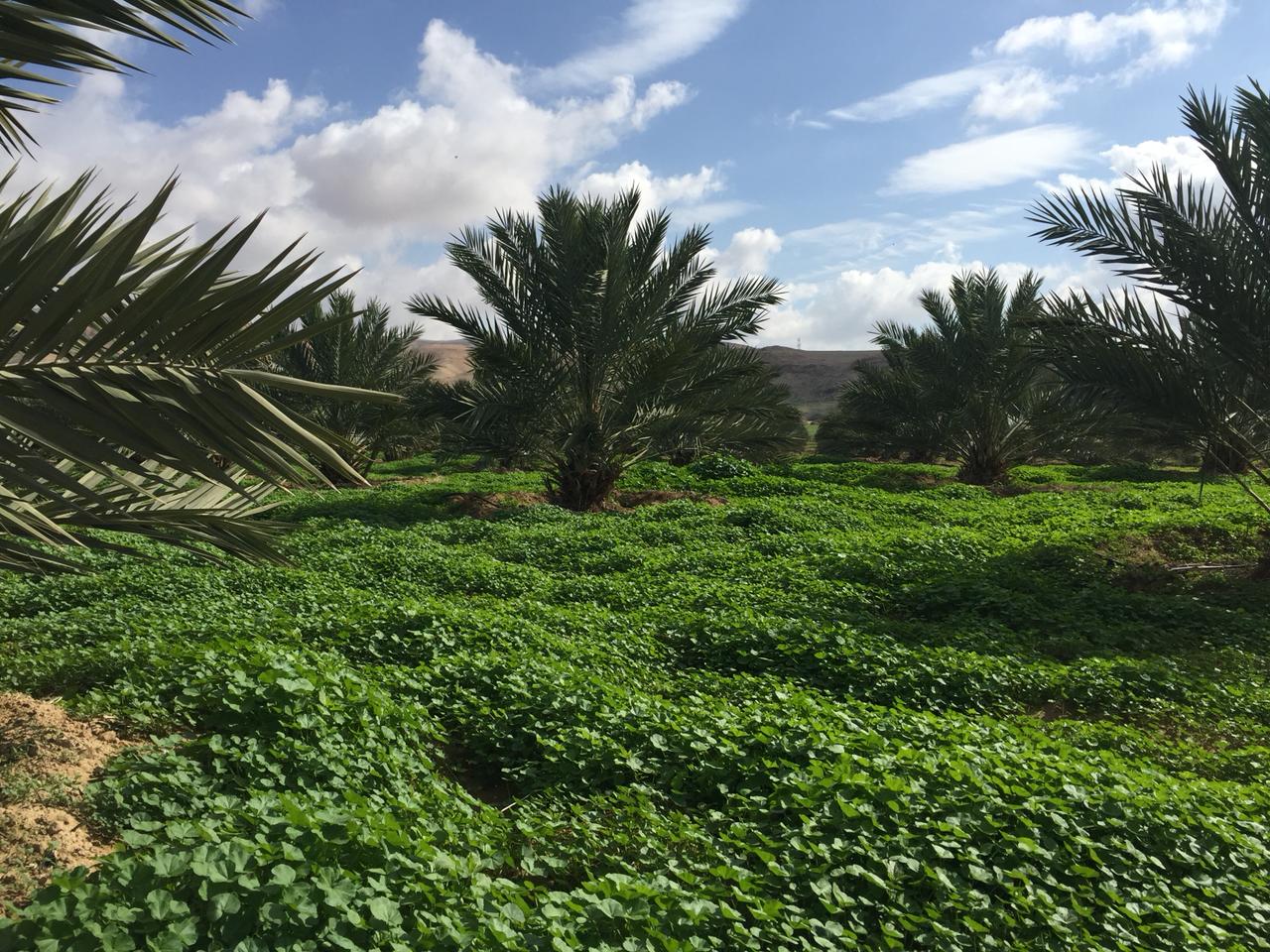 عن كرامة – Karamah Jordan Valley